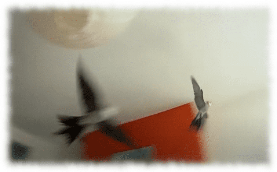 Enjoy keeping a Cockatiel as a Pet - Mypetsup