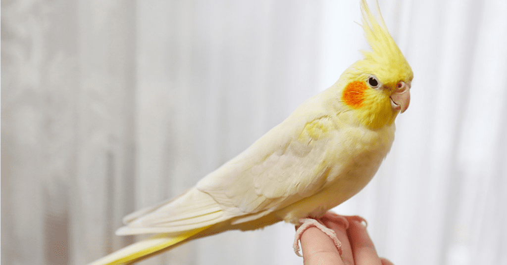 Enjoy keeping a Cockatiel as a Pet - Mypetsup