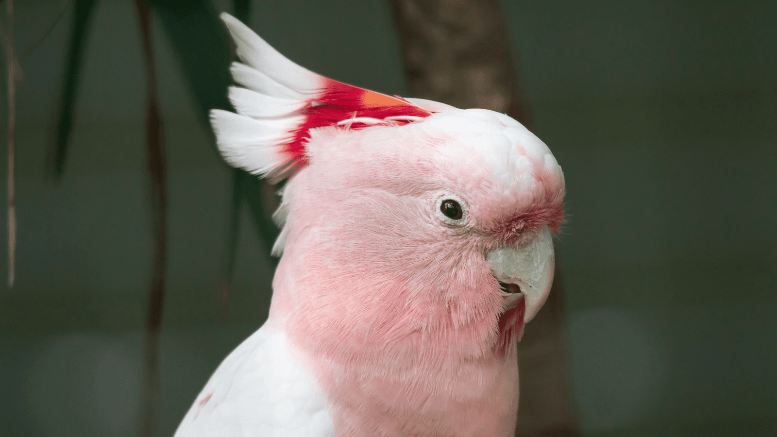 Pet Insurance For Birds - My Pet Support